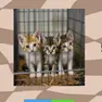 Play free Save the Kittens - Animal Games - Games-kids.com